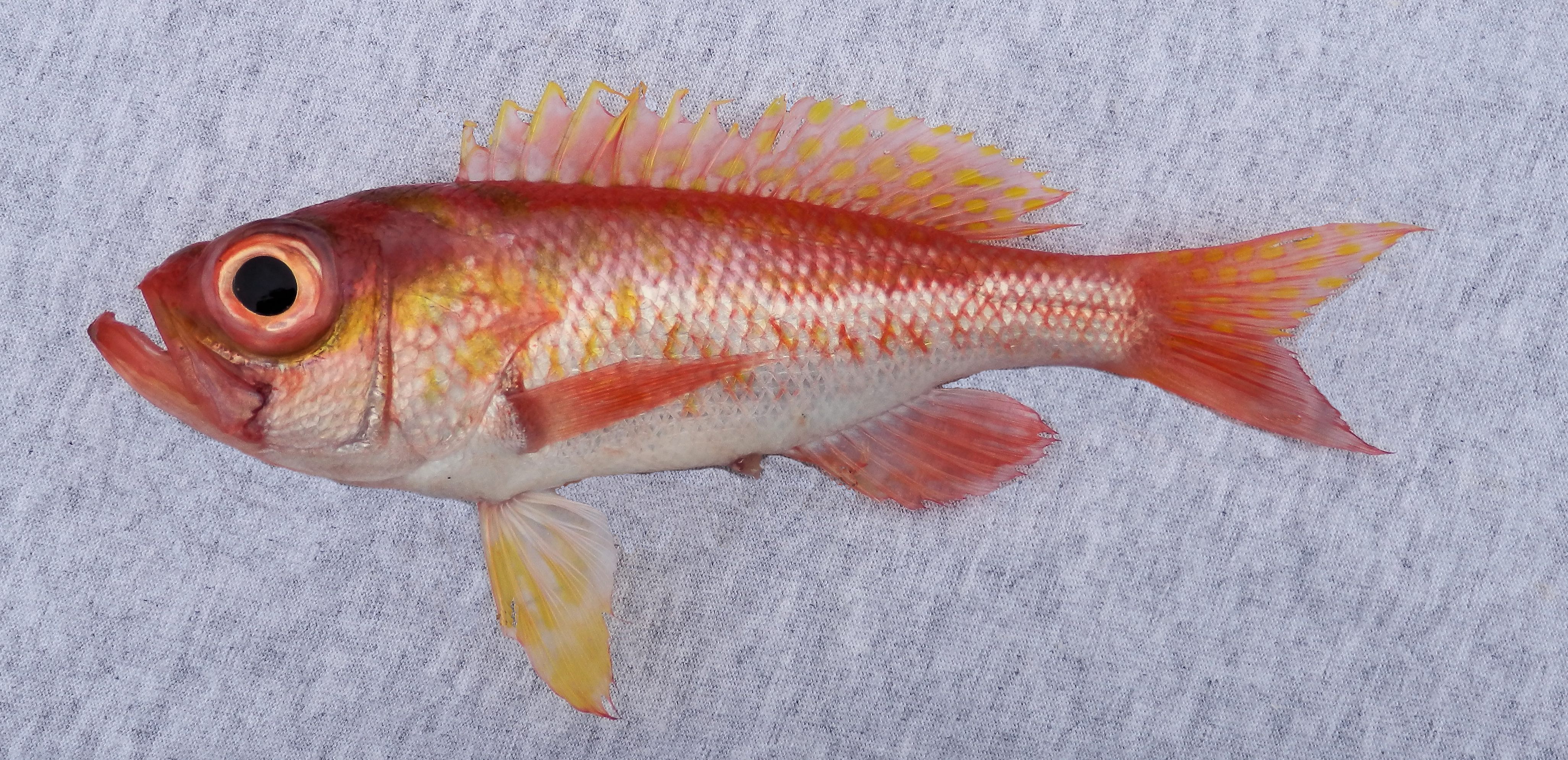 Bigeye Bass | Mexico – Fish, Marine Life, Birds and Terrestrial Life