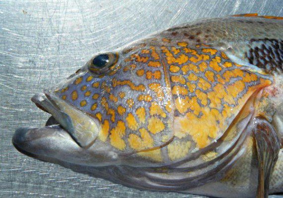 Parrot Sand Bass | Mexico – Fish, Birds, Crabs, Marine Life, Shells and ...