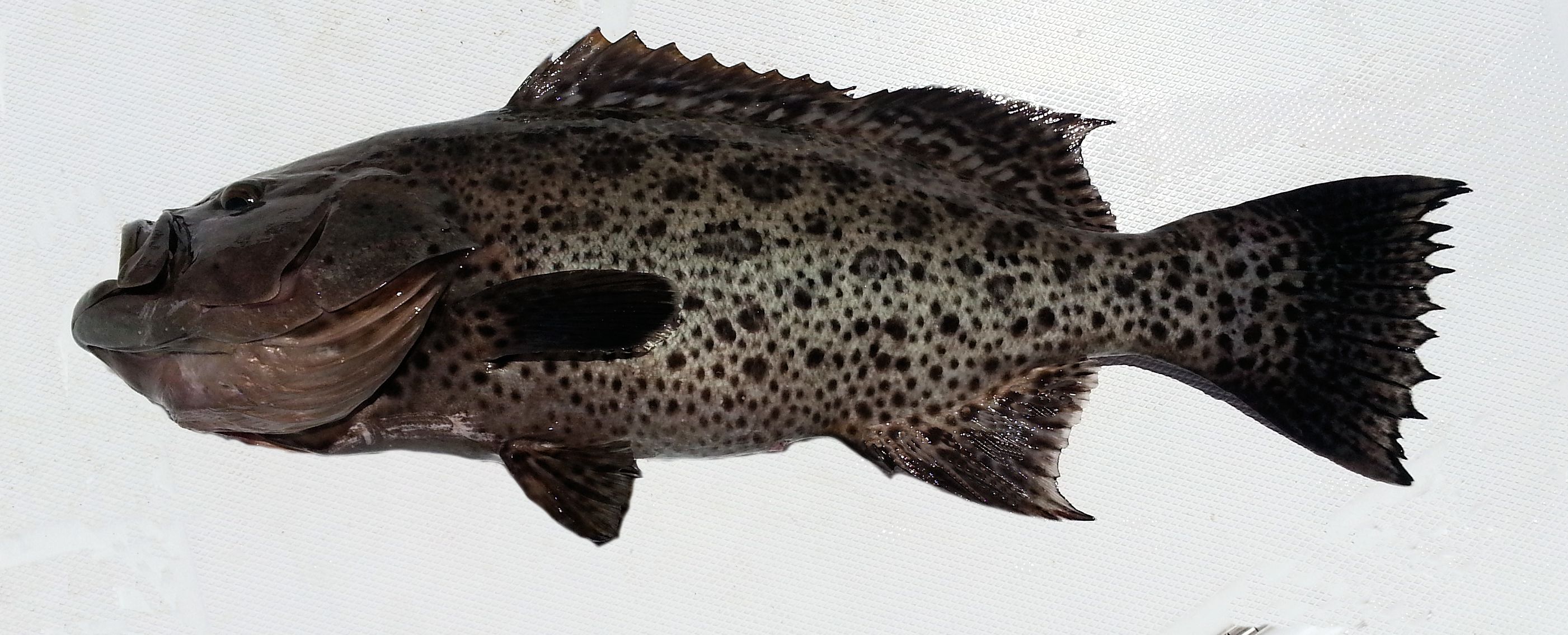 Sawtail Grouper | Mexico – Fish, Marine Life, Birds and Terrestrial Life