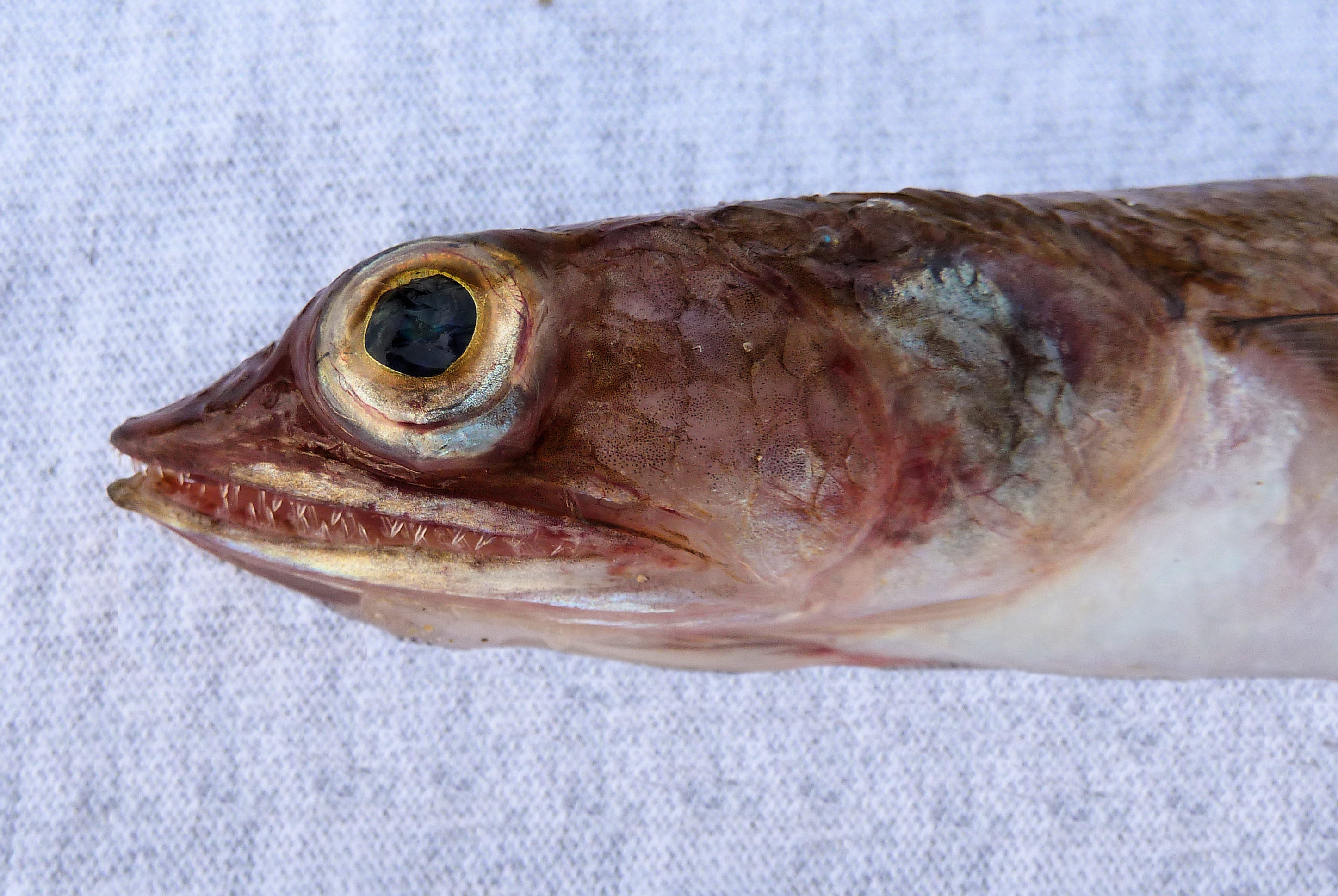 Spotted Lizardfish | Mexico – Fish, Marine Life, Birds and Terrestrial Life