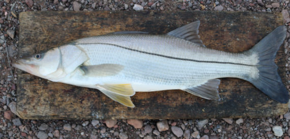 Black Snook | Mexican Fish.com