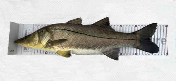 Black Snook | Mexican Fish.com