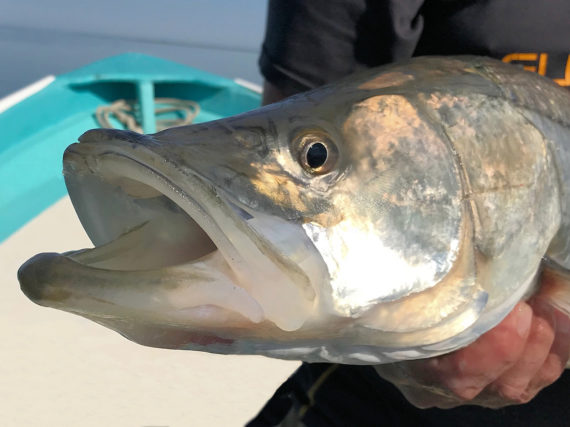 Black Snook | Mexican Fish.com