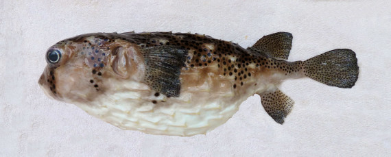 Spotfin Burrfish | Mexico – Fish, Birds, Crabs, Marine Life, Shells and ...