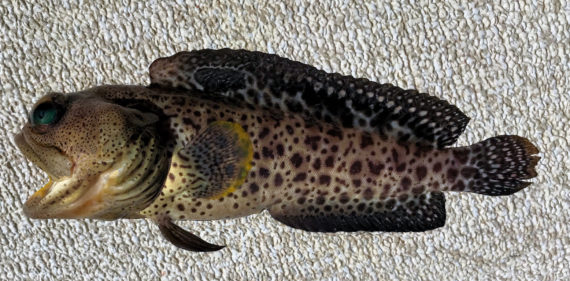Finespotted Jawfish | Mexico – Fish, Birds, Crabs, Marine Life, Shells ...