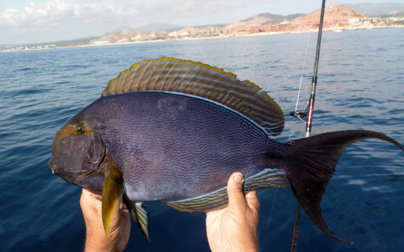 Yellowfin Surgeonfish | Mexico – Fish, Birds, Crabs, Marine Life ...
