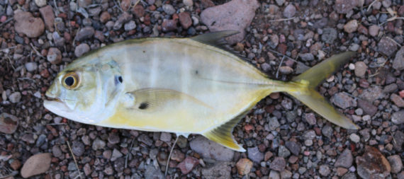 Pacific Crevalle Jack | Mexico – Fish, Birds, Crabs, Marine Life, Shells and Terrestrial Life