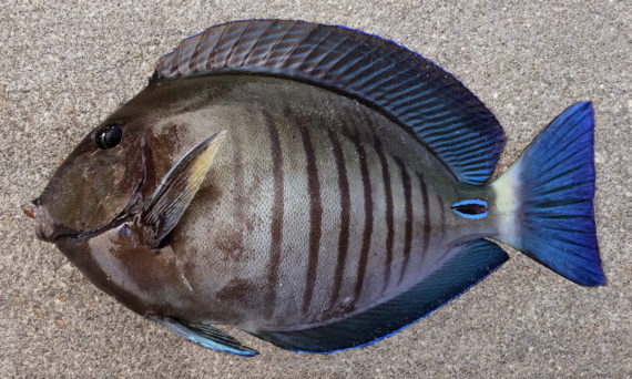 Doctorfish | Mexico – Fish, Birds, Crabs, Marine Life, Shells and ...
