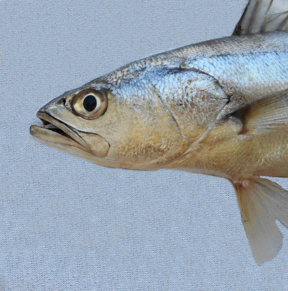 Shortfin Corvina | Mexican Fish.com