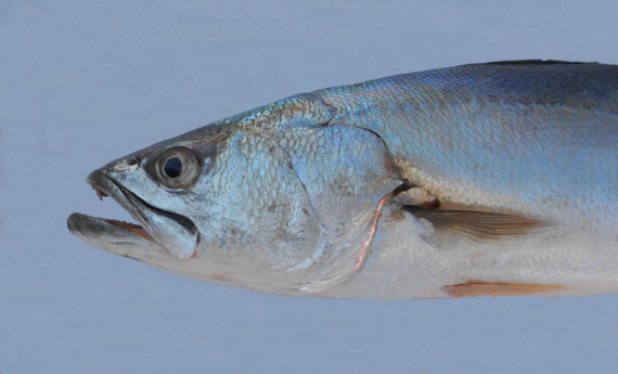 Shortfin Corvina | Mexican Fish.com