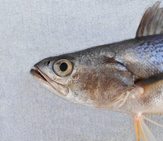 Striped Corvina | Mexico – Fish, Birds, Crabs, Marine Life, Shells and ...