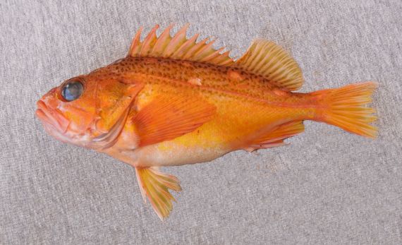 Greenspotted Rockfish | Mexico – Fish, Birds, Crabs, Marine Life ...