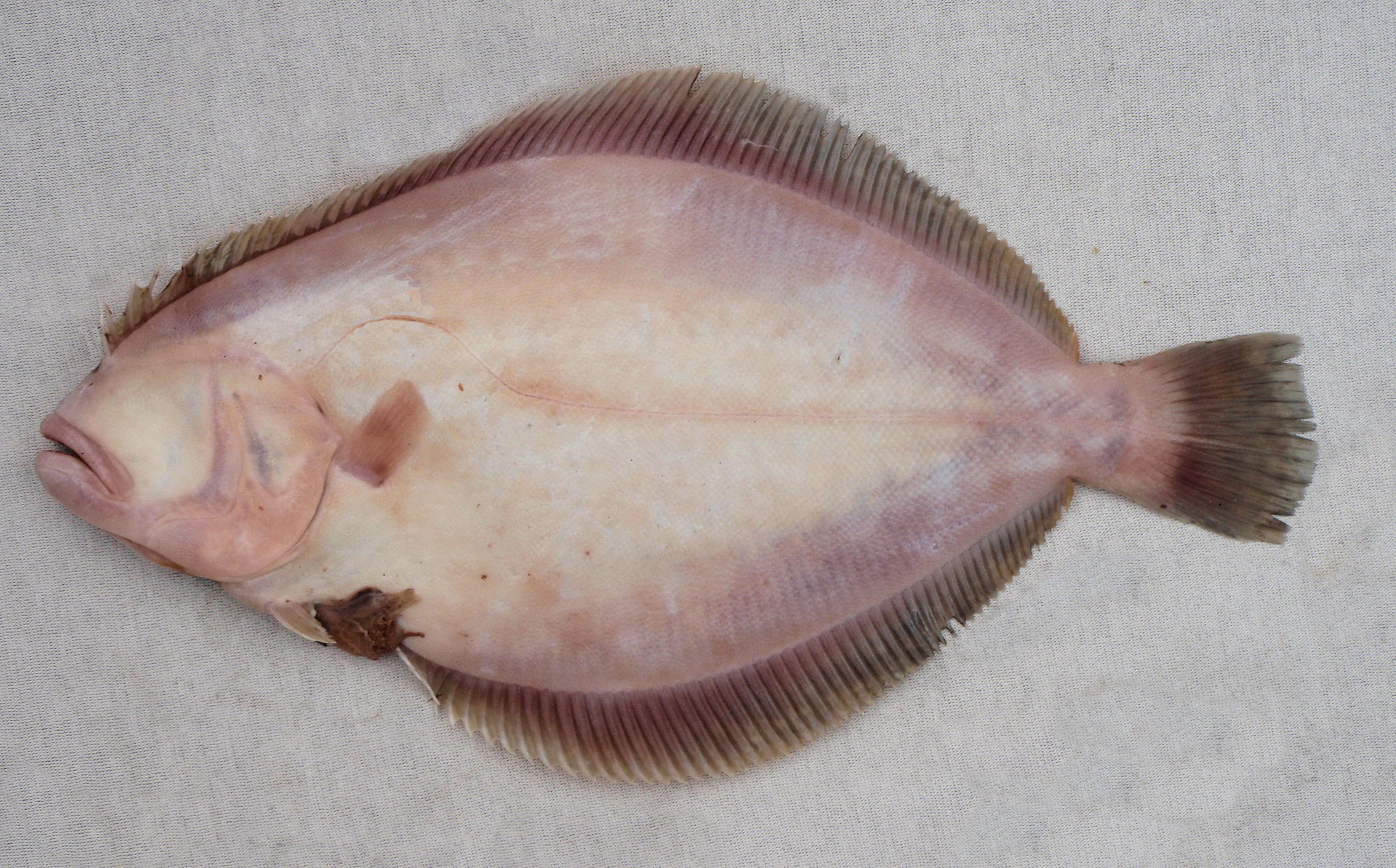 Fantail Sole | Mexico – Fish, Birds, Crabs, Marine Life, Shells and ...