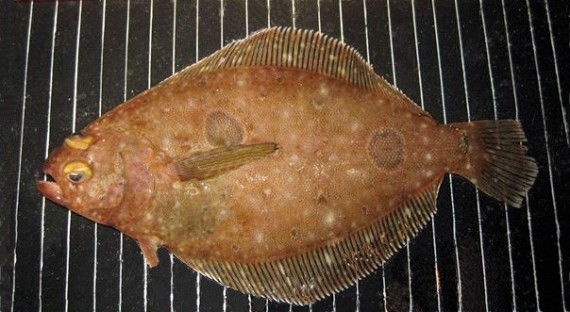 Fantail Sole | Mexico – Fish, Birds, Crabs, Marine Life, Shells and ...