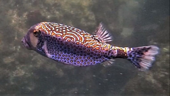 Spotted Boxfish | Mexican Fish.com