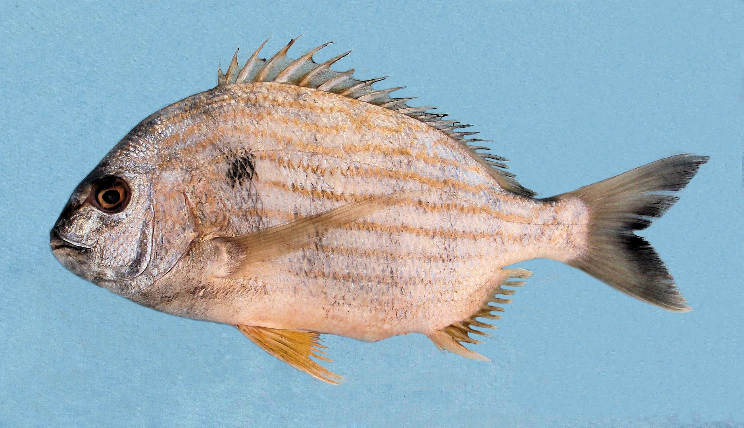 Sea Bream Mexico Fish Birds Crabs Marine Life Shells And Sea Bream Mexico Fish Birds Crabs Marine Life Shells And