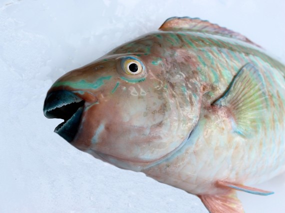 Rainbow Parrotfish | Mexican Fish.com