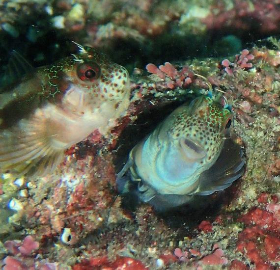 Barnaclebill Blenny | Mexico – Fish, Birds, Crabs, Marine Life, Shells and Terrestrial Life