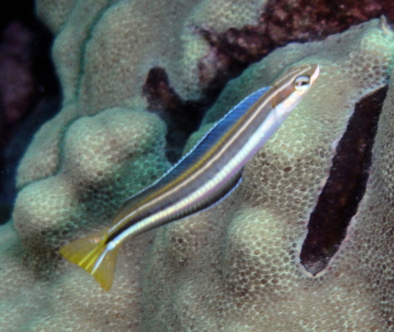 Combtooth Blenny Family Photographs, and Information – Blenniidae ...