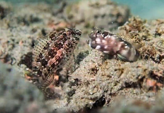 Reef-sand Blenny | Mexico – Fish, Birds, Crabs, Marine Life, Shells and Terrestrial Life