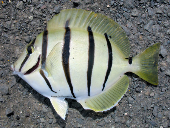 Convict Surgeonfish | Mexico – Fish, Birds, Crabs, Marine Life, Shells ...