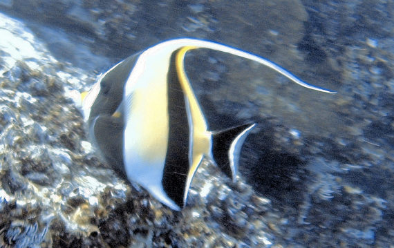 Moorish Idol | Mexico – Fish, Birds, Crabs, Marine Life, Shells and ...