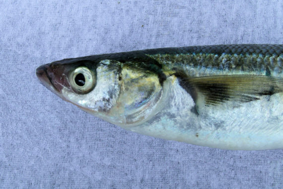 Topsmelt | Mexico – Fish, Birds, Crabs, Marine Life, Shells and ...