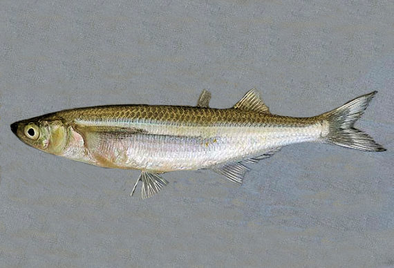 Topsmelt | Mexico – Fish, Birds, Crabs, Marine Life, Shells and ...