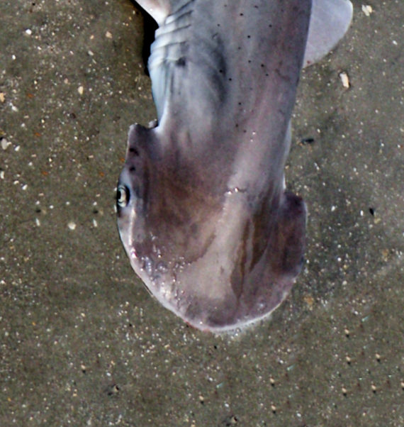 Bonnethead | Mexico – Fish, Birds, Crabs, Marine Life, Shells and ...