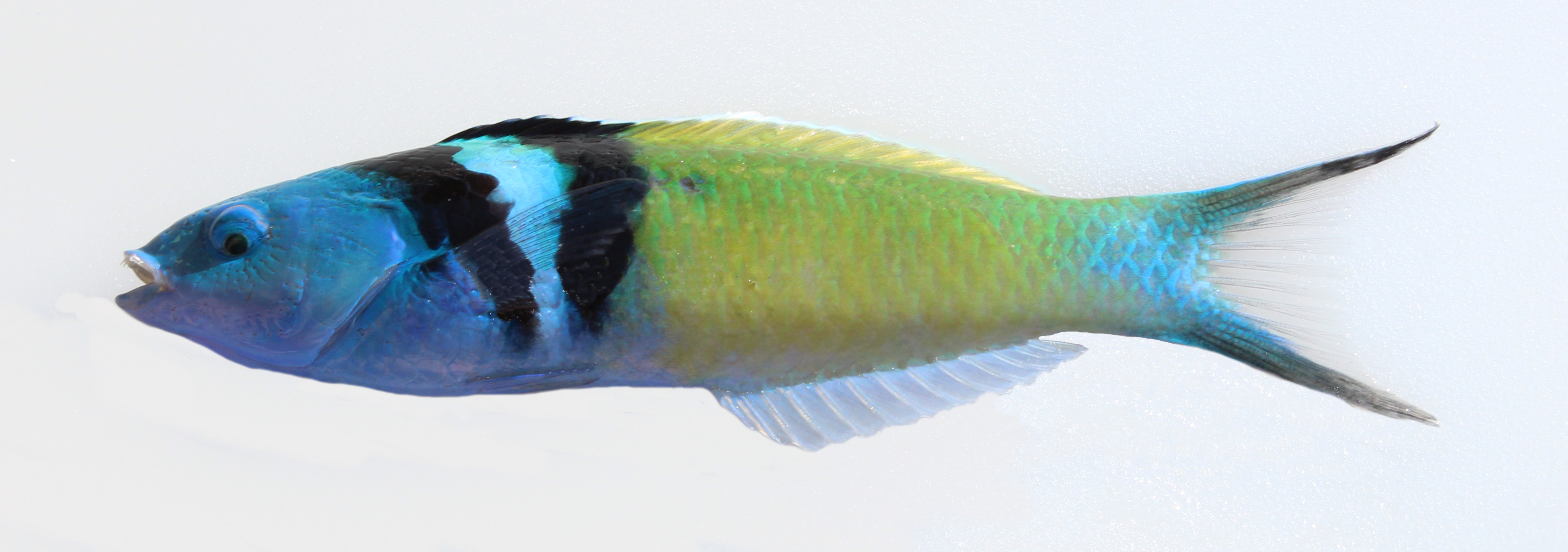 Bluehead | Mexico – Fish, Birds, Crabs, Marine Life, Shells and ...