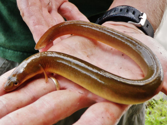 American Eel | Mexico – Fish, Birds, Crabs, Marine Life, Shells and ...