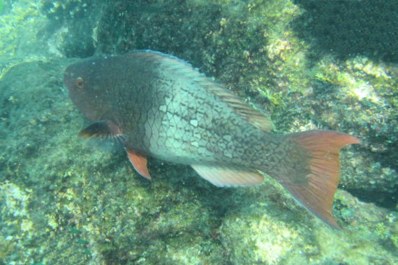 Bicolor Parrotfish | Mexico – Fish, Birds, Crabs, Marine Life, Shells ...