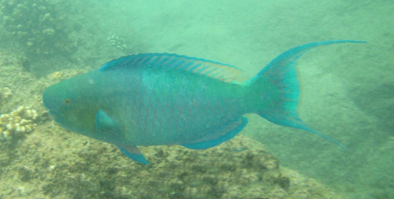 Bicolor Parrotfish | Mexico – Fish, Birds, Crabs, Marine Life, Shells ...