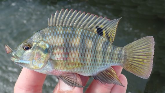 Redbelly Tilapia | Mexico – Fish, Birds, Crabs, Marine Life, Shells and ...