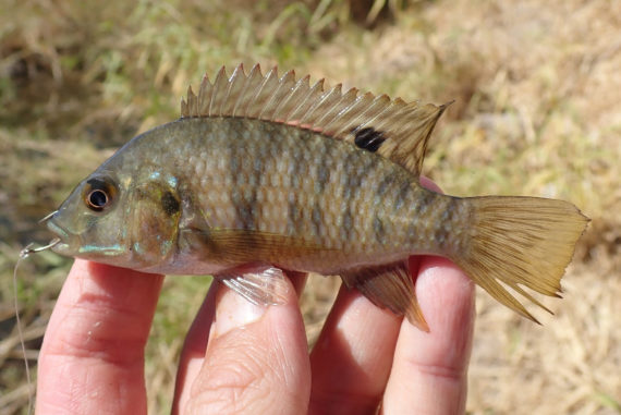 Redbelly Tilapia | Mexico – Fish, Birds, Crabs, Marine Life, Shells and ...