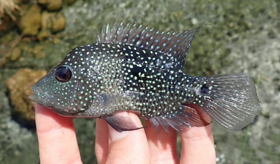 Rio Grande Cichlid | Mexico – Fish, Birds, Crabs, Marine Life, Shells ...